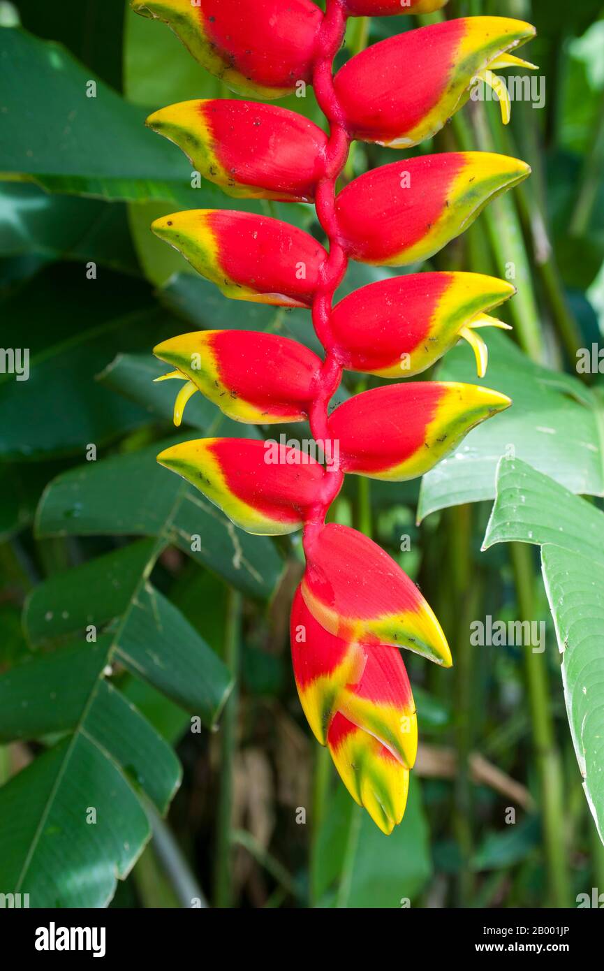 Monkey ladder hi-res stock photography and images - Alamy