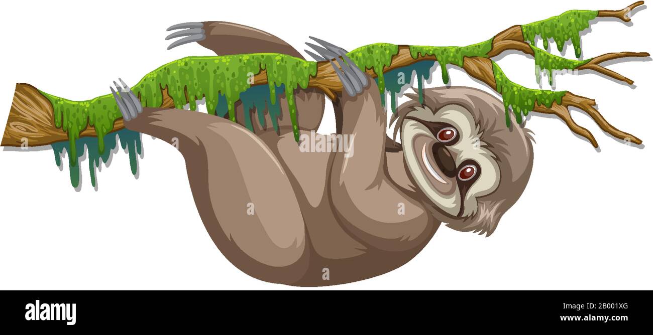 Cute sloth hanging on the branch on white background illustration Stock ...