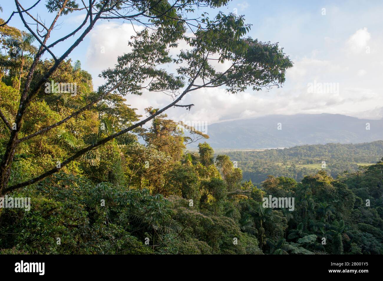 View of the rainforest canopy near the Arenal Volcano in Costa Rica ...