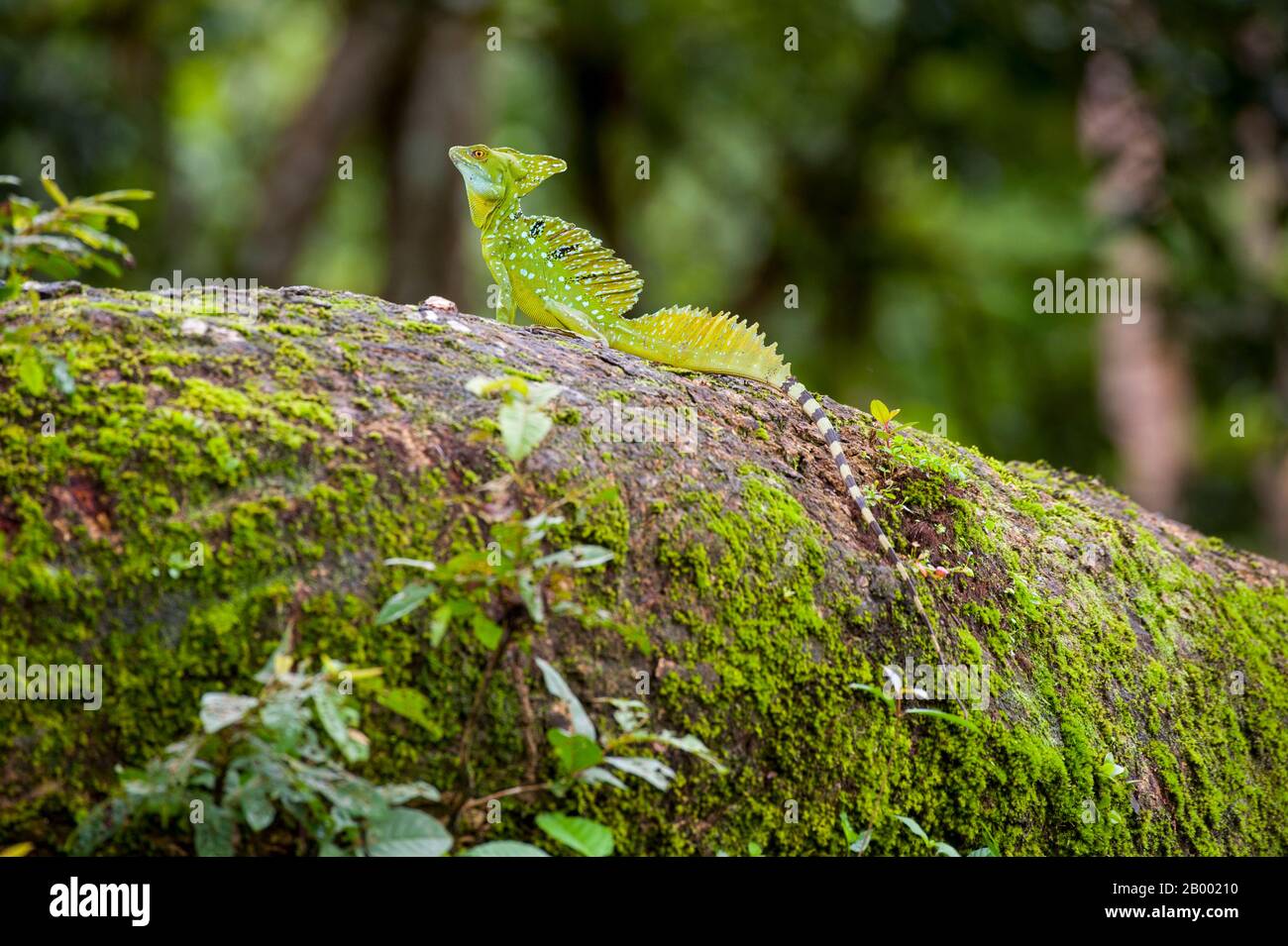A plumed basilisk, Basiliscus plumifrons, also called a green basilisk ...