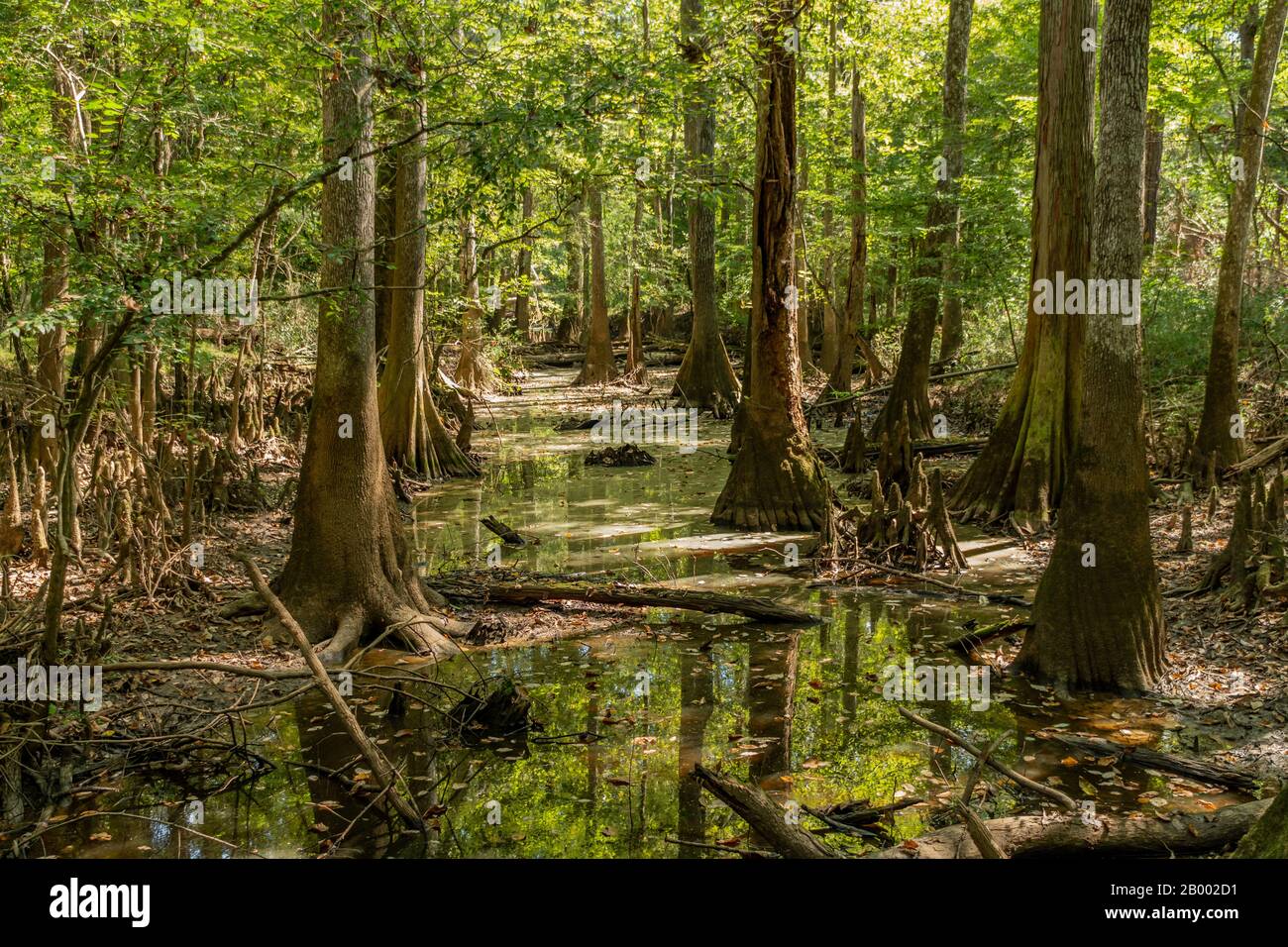 Swampy River Through Congaree Forest in South Carolina Stock Photo - Alamy