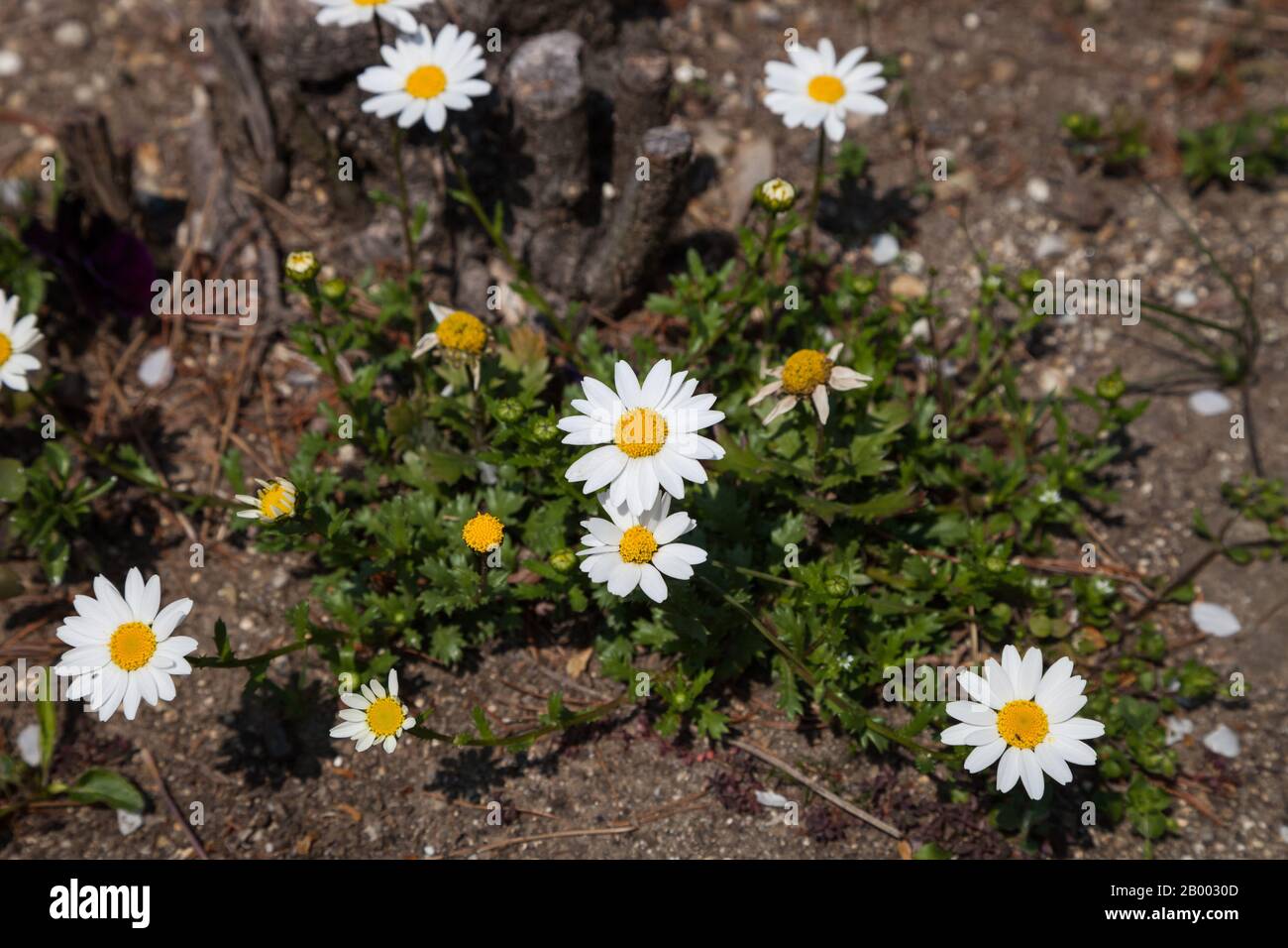 White Daisy flower in top view Stock Photo - Alamy