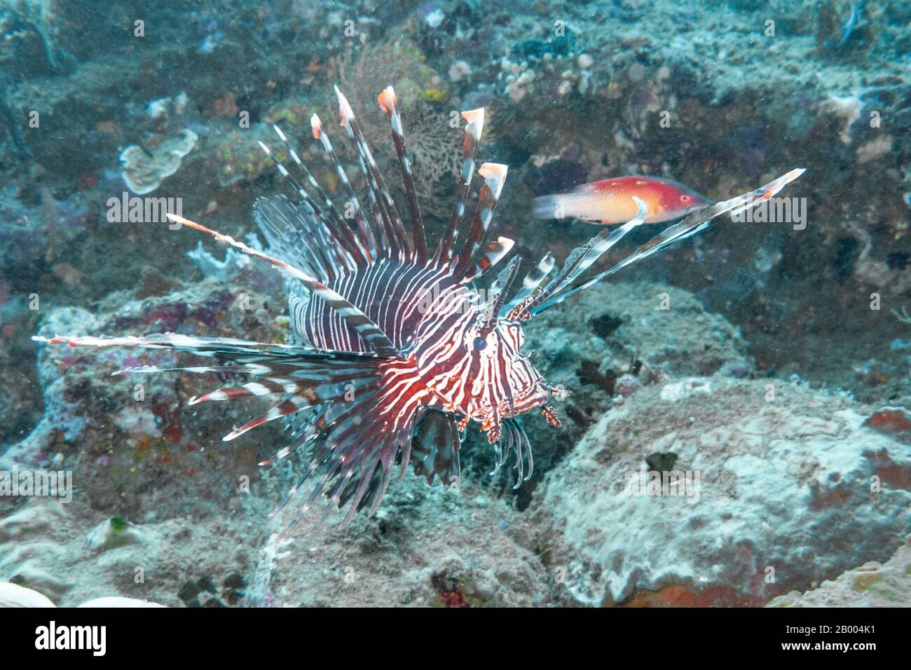 Pterois is a genus of venomous marine fish, commonly known as lionfish ...