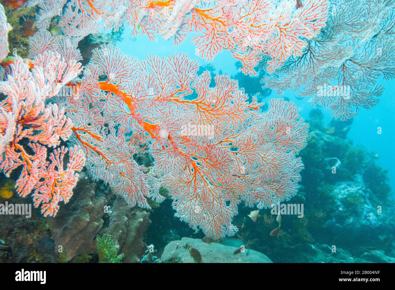 Nature sea marine life orange polyps hi-res stock photography and ...