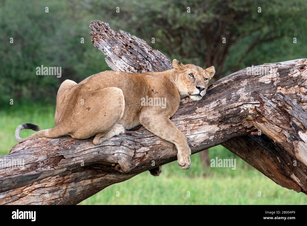 Lioness getting comfortable on this dead tree in the Serengeti NP Stock ...
