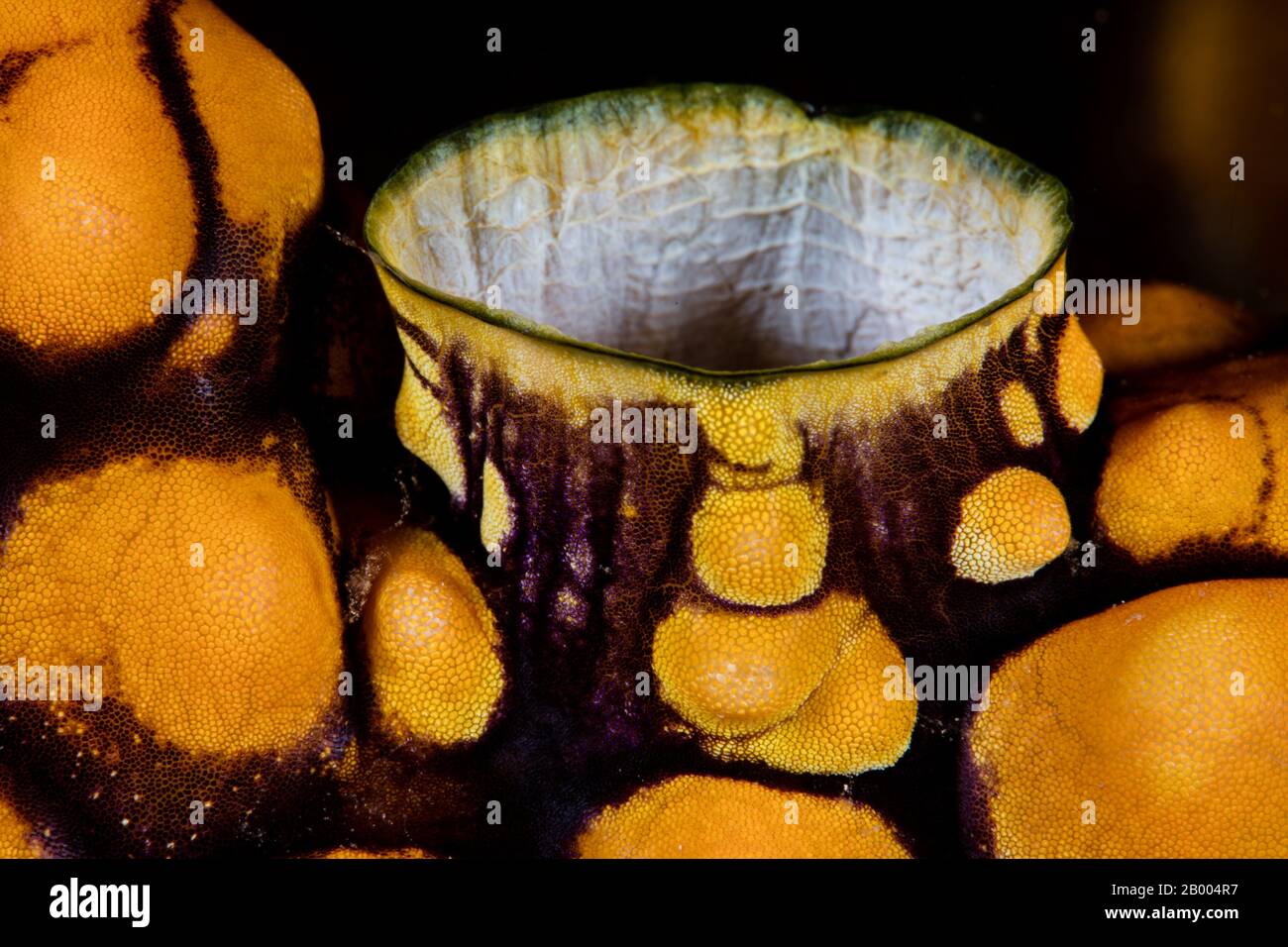 Tunicate High Resolution Stock Photography and Images - Alamy