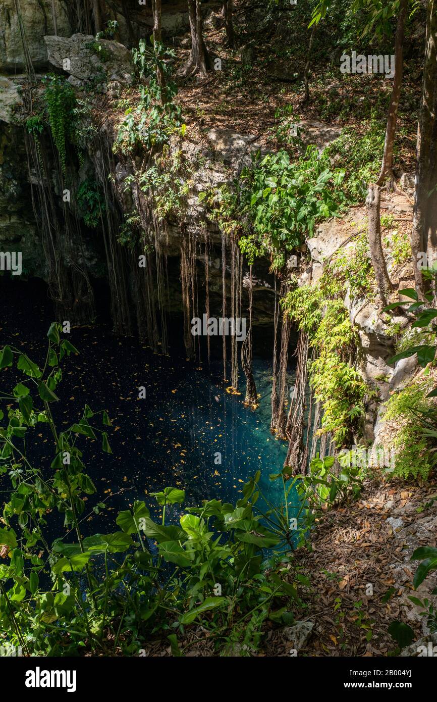 Lol-Ha cenote and swimming pool sinkhole in the Yucatan peninsula ...