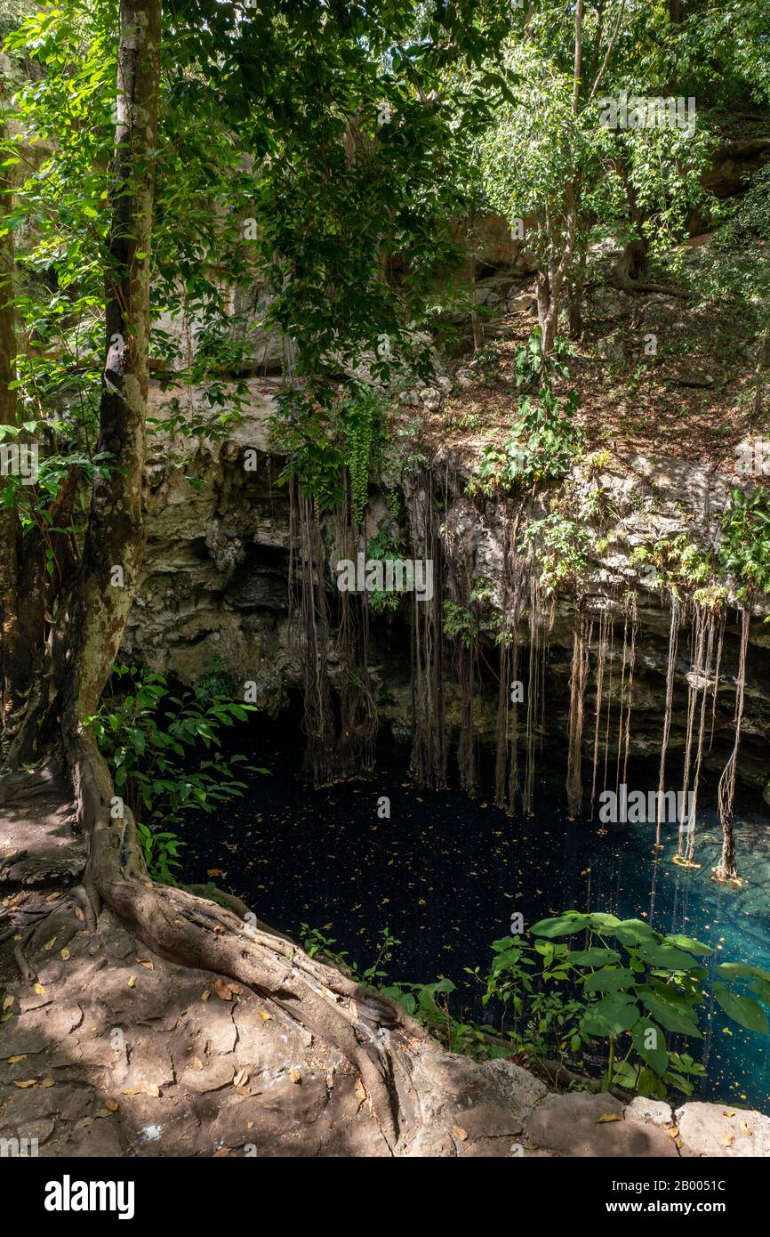 Lol-Ha cenote and swimming pool sinkhole in the Yucatan peninsula ...
