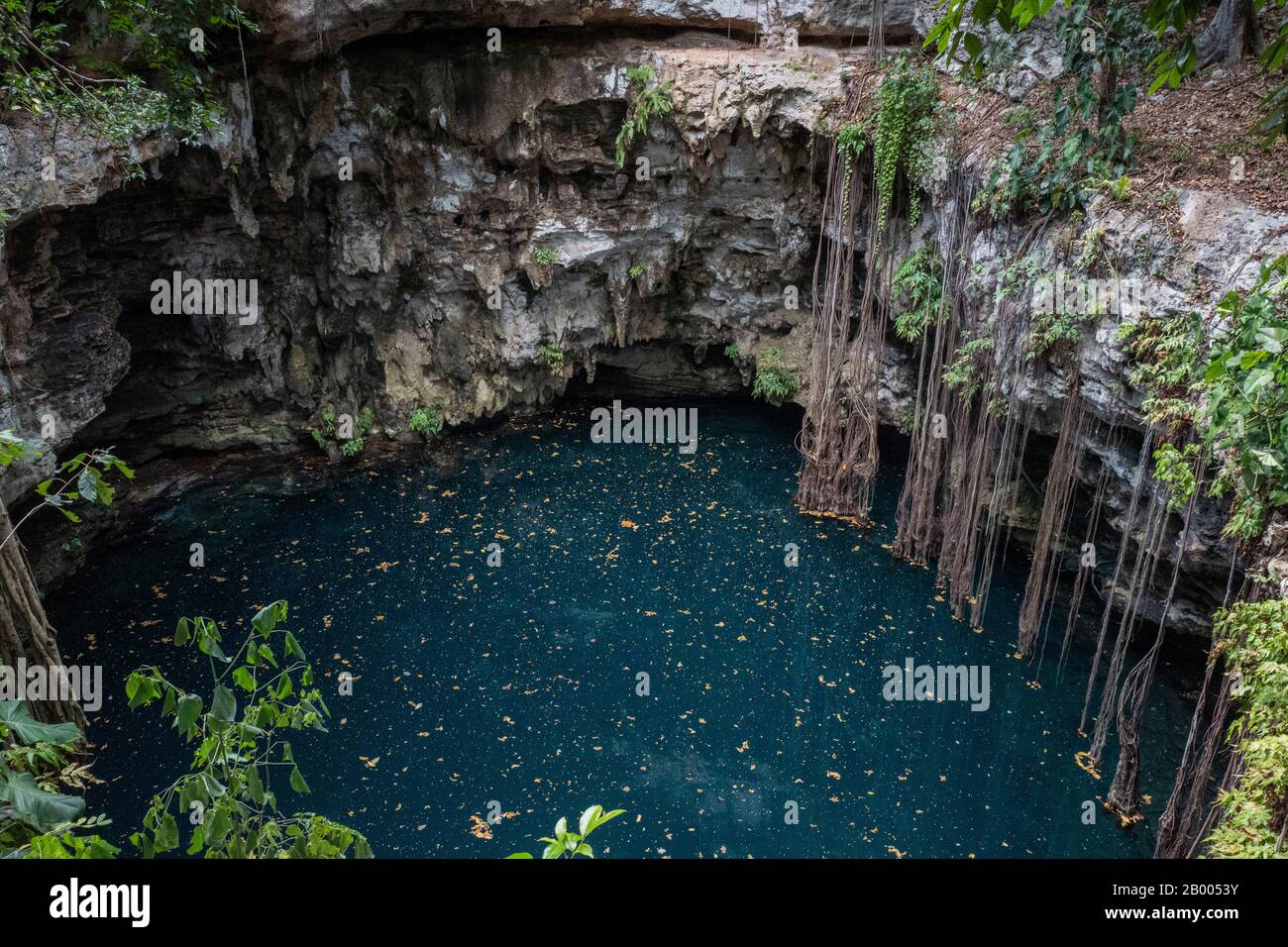 Lol-Ha cenote and swimming pool sinkhole in the Yucatan peninsula ...
