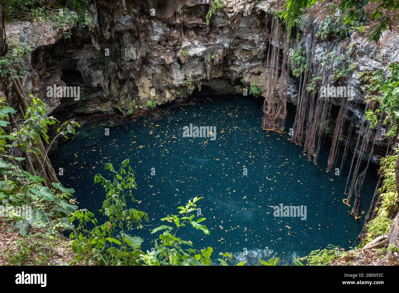 Lol-Ha cenote and swimming pool sinkhole in the Yucatan peninsula ...