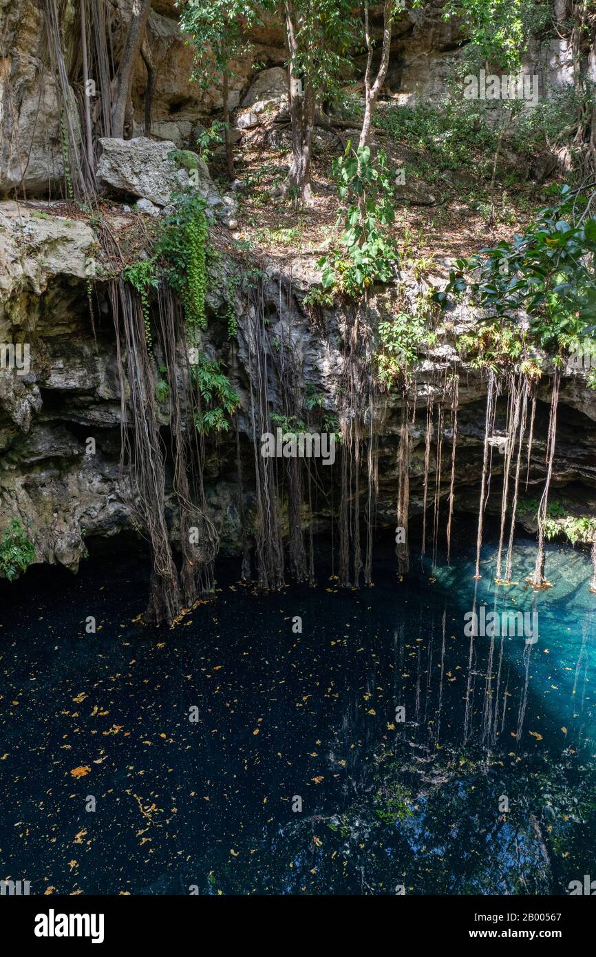 Lol-Ha cenote and swimming pool sinkhole in the Yucatan peninsula ...