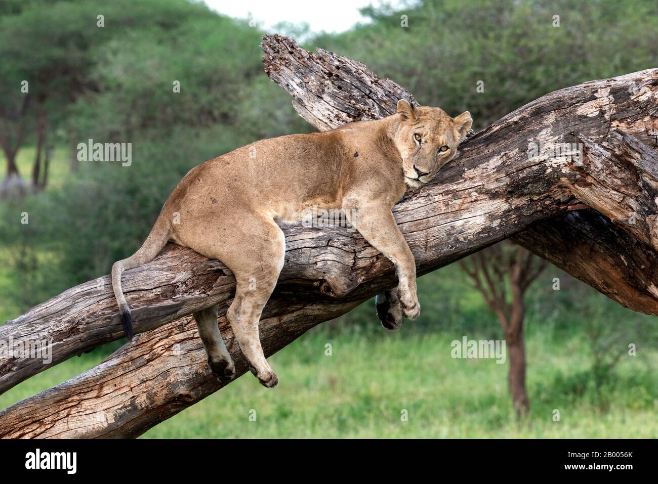 Lazy Lioness checking out the safari vehicle whilst resting on this ...