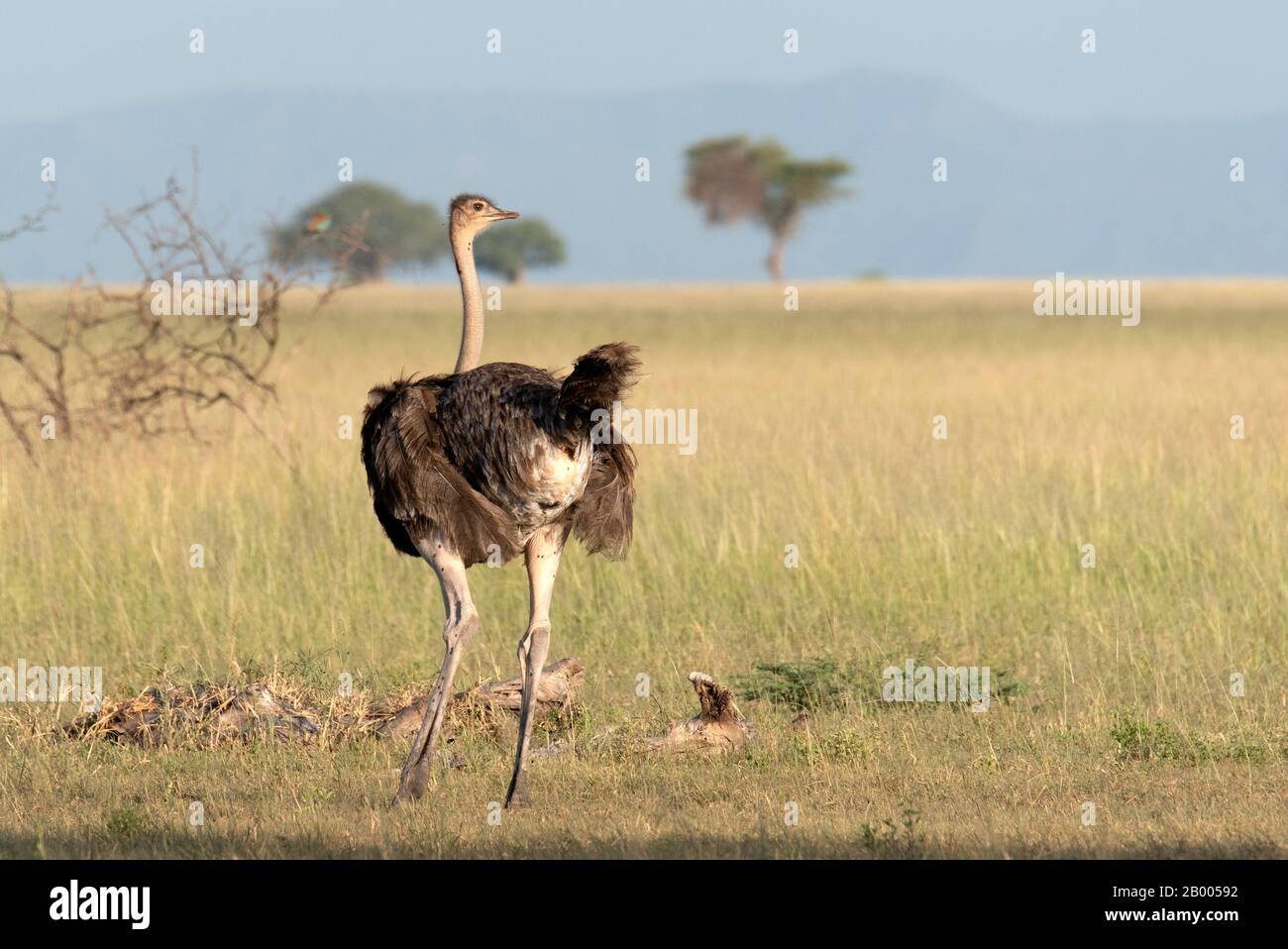 Female common ostrich in hi-res stock photography and images - Alamy