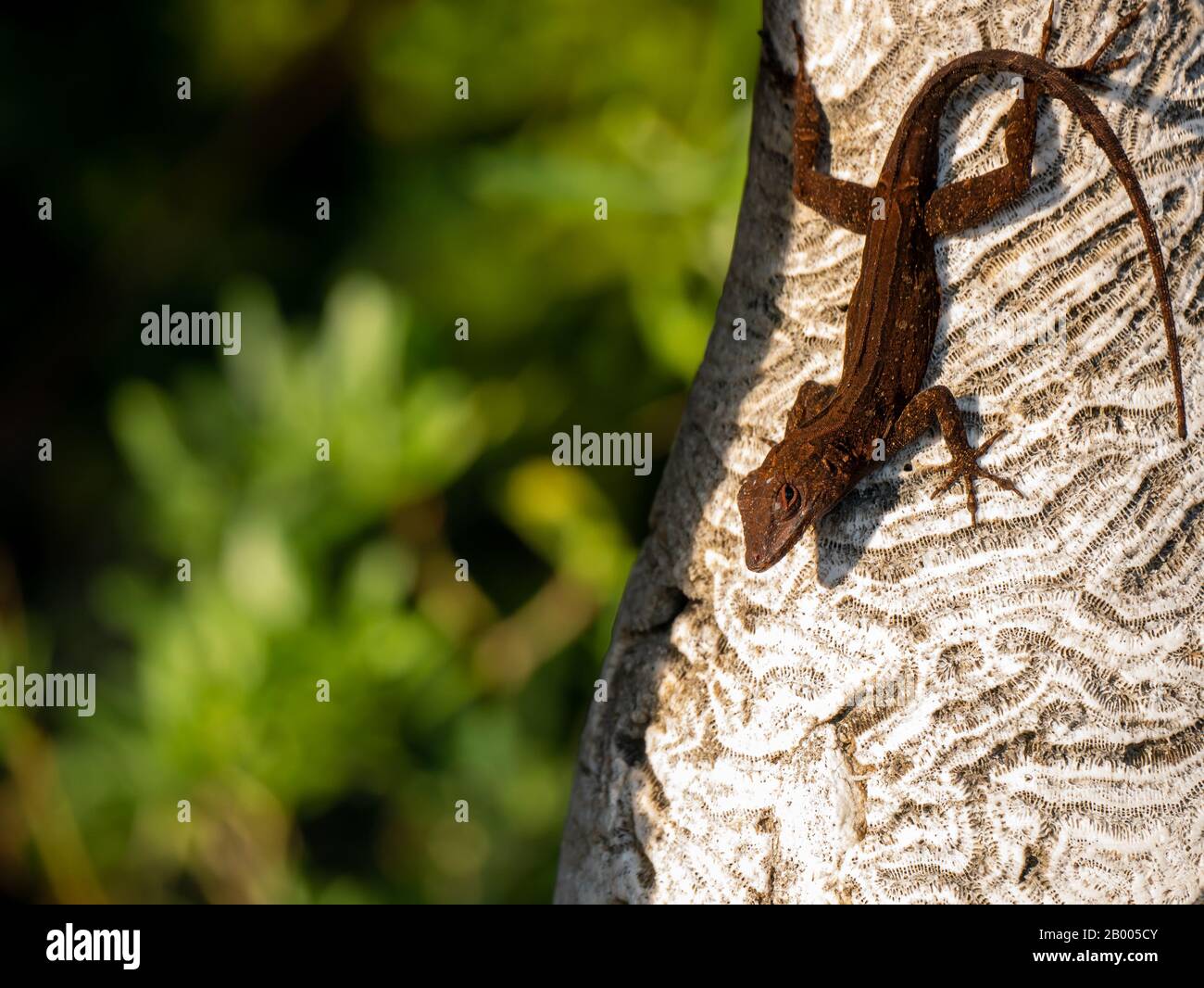 Brown colored anole lizard, Anolis species, on carved coral in Miami ...