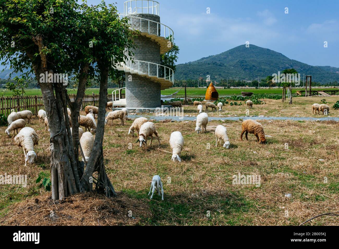 Sheep, sheep farm in the mountain, Beautiful countryside farm village ...
