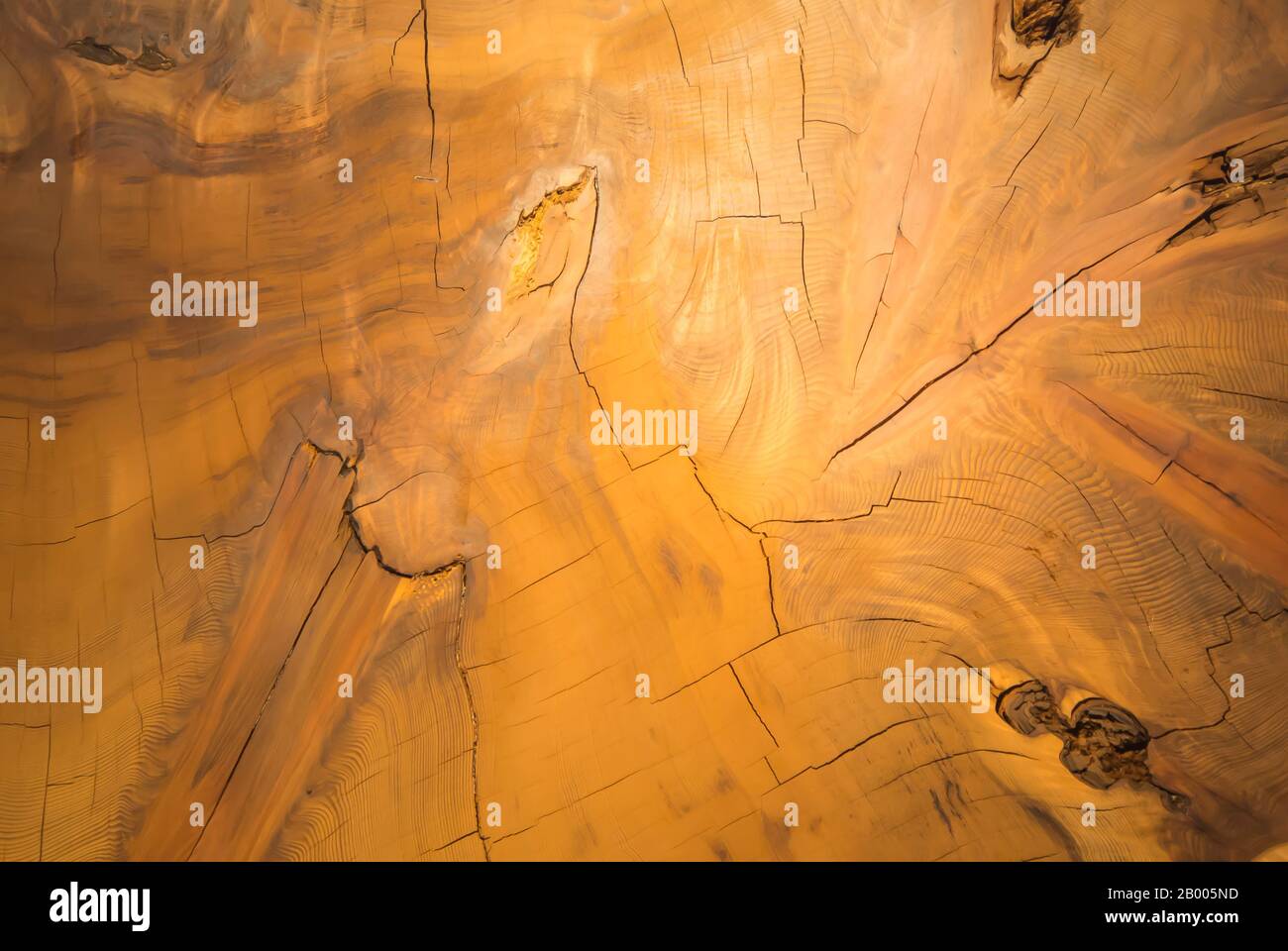 Redwood tree rings hi-res stock photography and images - Alamy