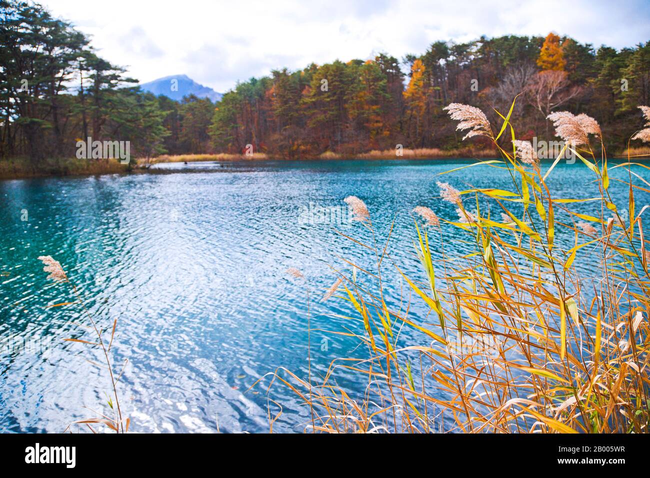 Goshiki numa hi-res stock photography and images - Alamy