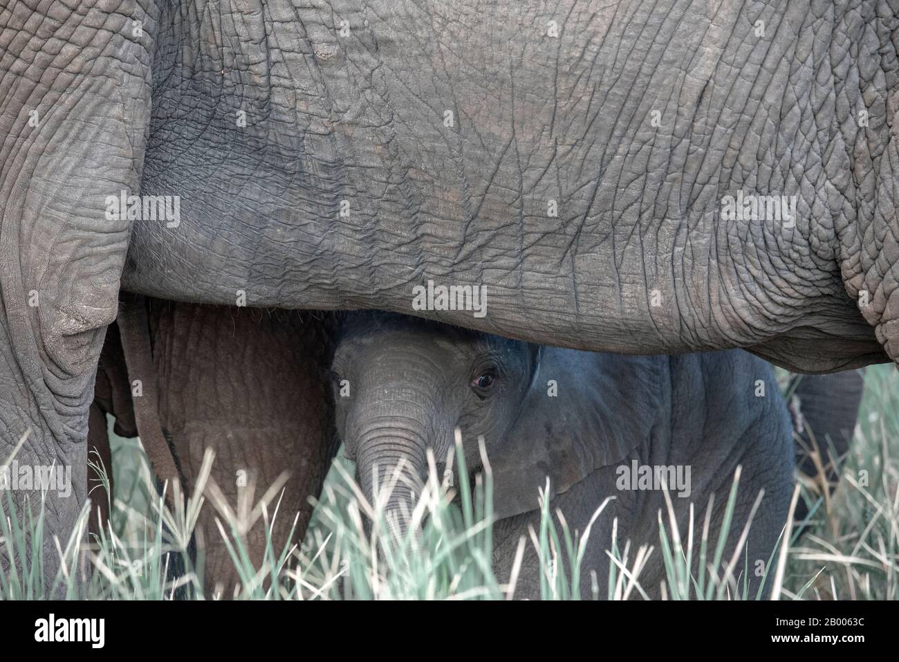 Baby elephant hiding under elephant hi-res stock photography and images ...