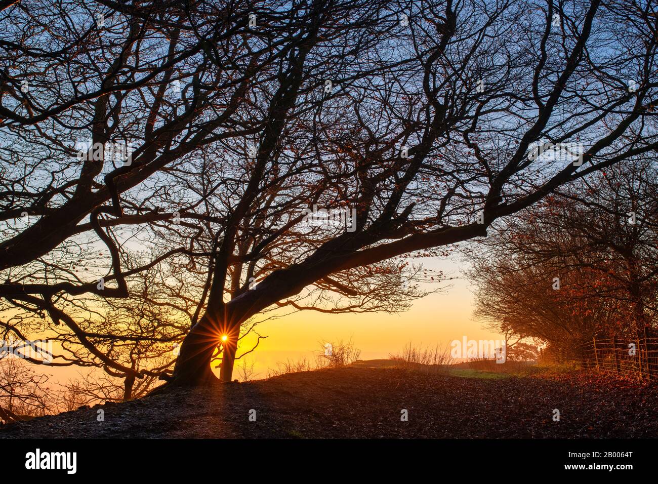 Trees windswept hi-res stock photography and images - Alamy
