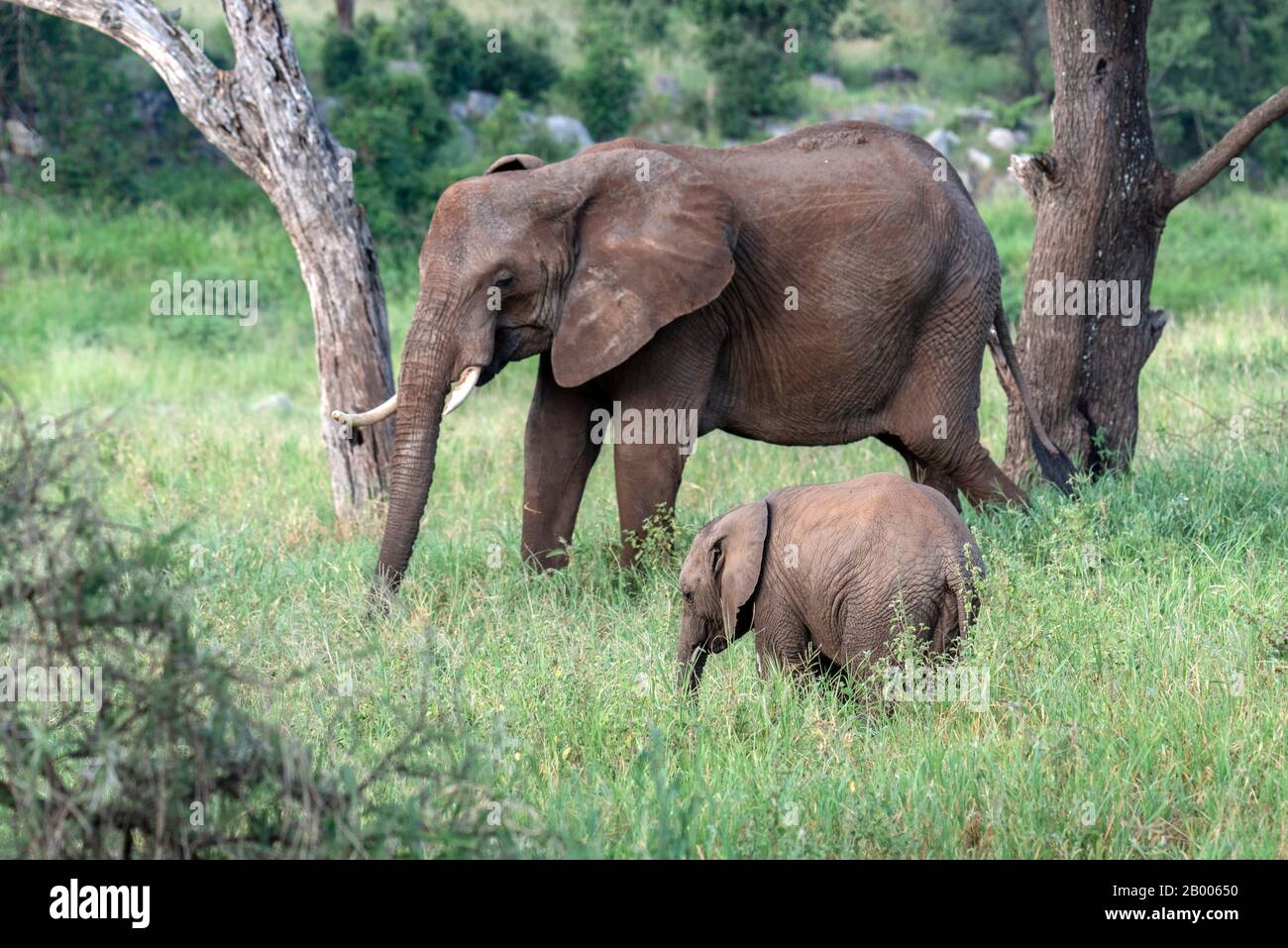 Wrinkly baby hi-res stock photography and images - Alamy