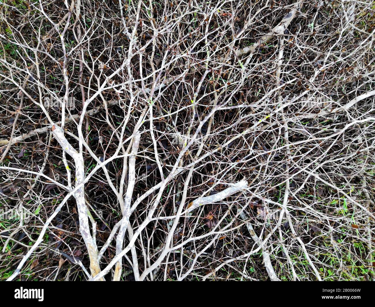 tree branches dry after cutting Stock Photo - Alamy