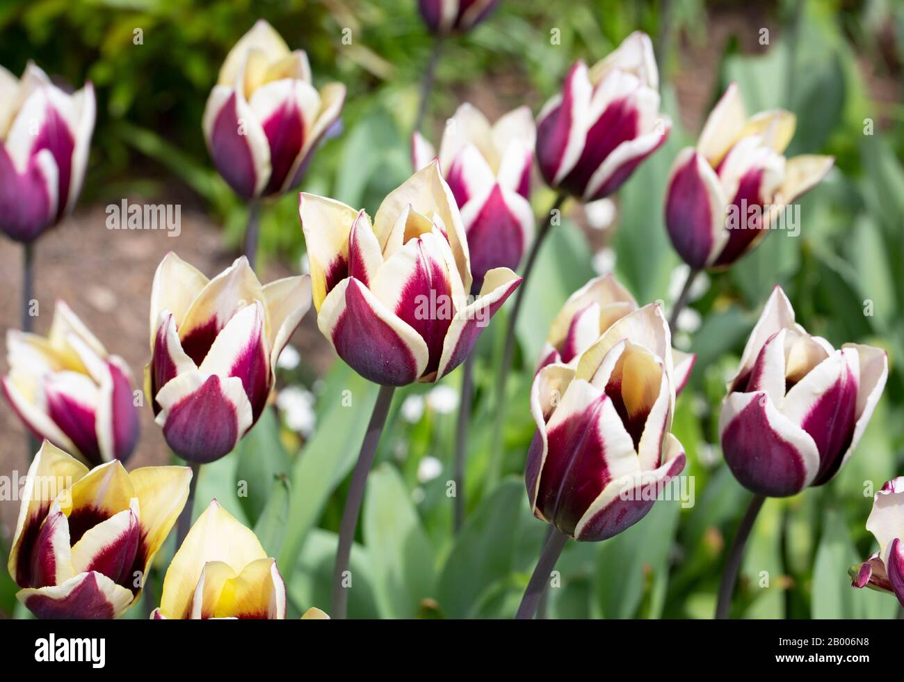 Maroon family hi-res stock photography and images - Alamy