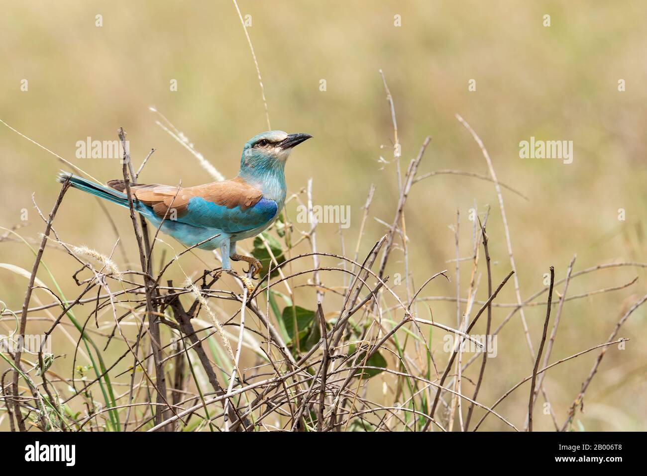 European roller bird resting in prickly bush on safari Stock Photo - Alamy