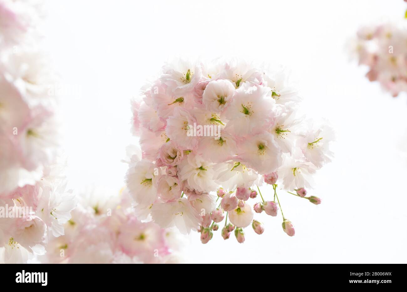 Gorgeous spring cherry blossoms hi-res stock photography and images - Alamy