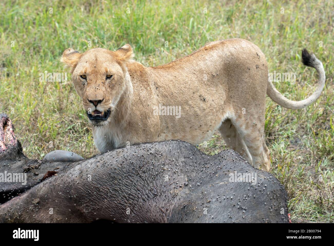 Lions eating hi-res stock photography and images - Alamy