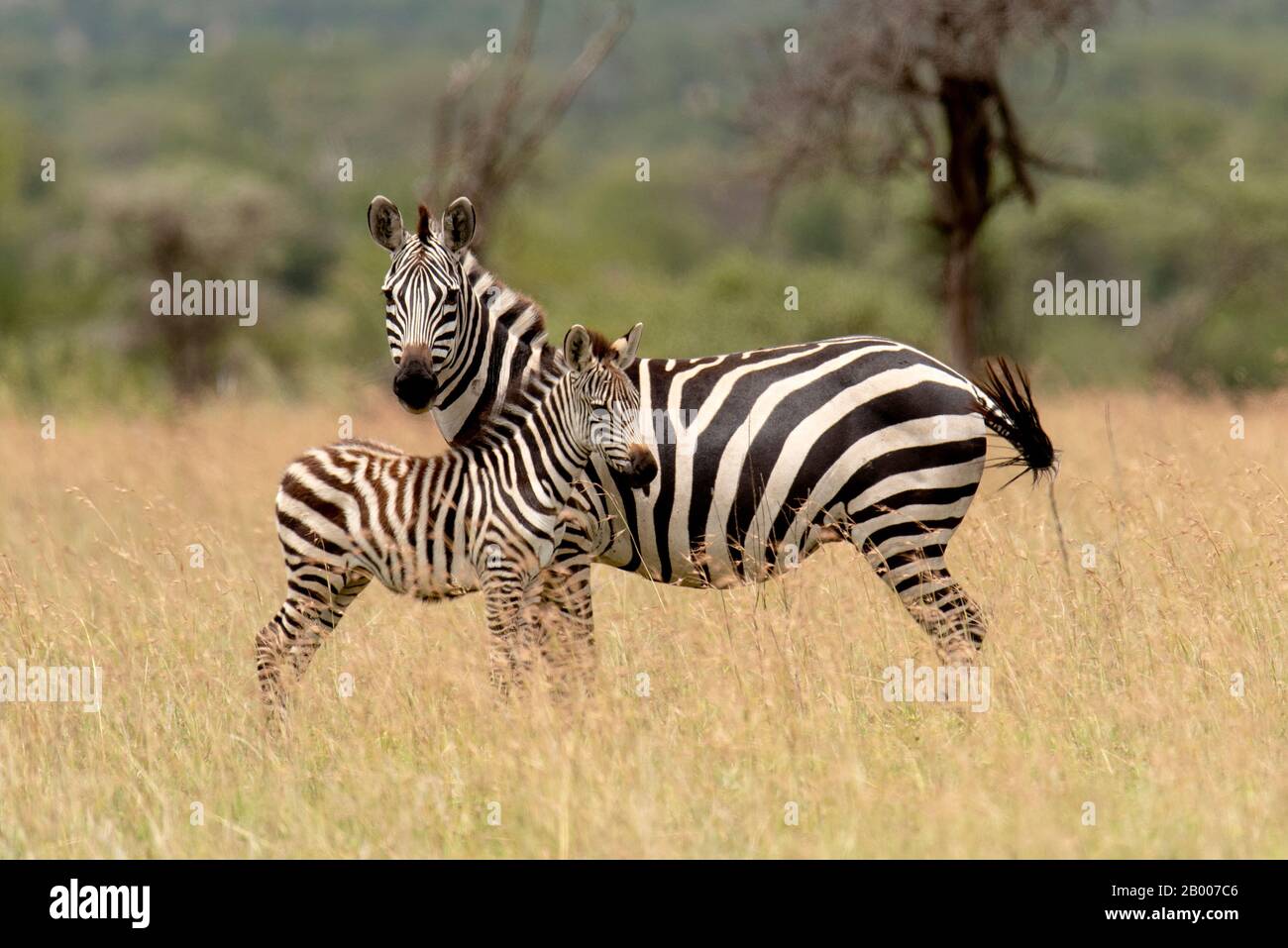 Zebra flicking tail hi-res stock photography and images - Alamy