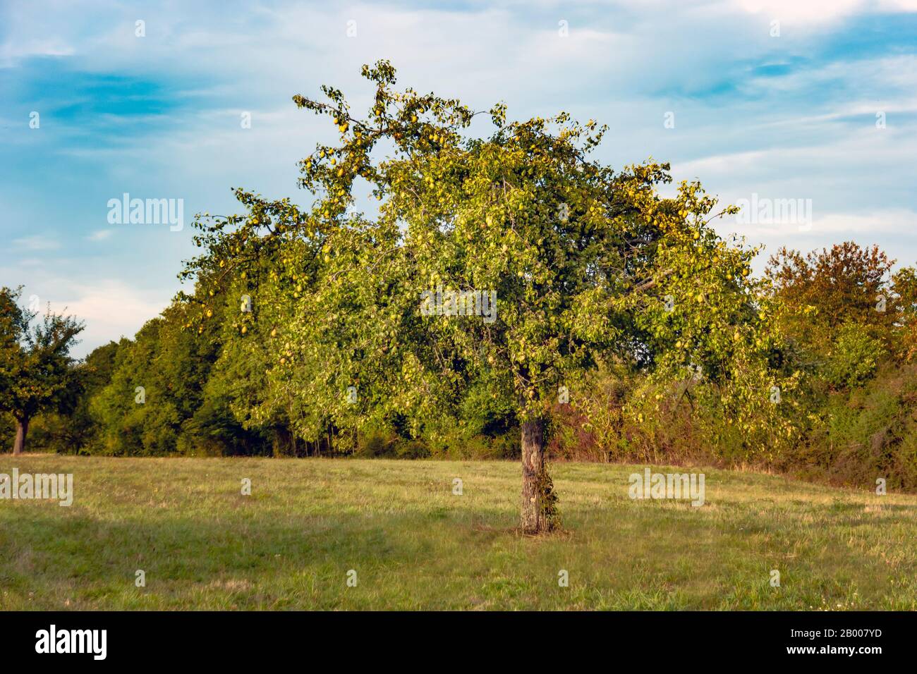 A single pear tree in an open landscape taken at bright sunlight blue ...