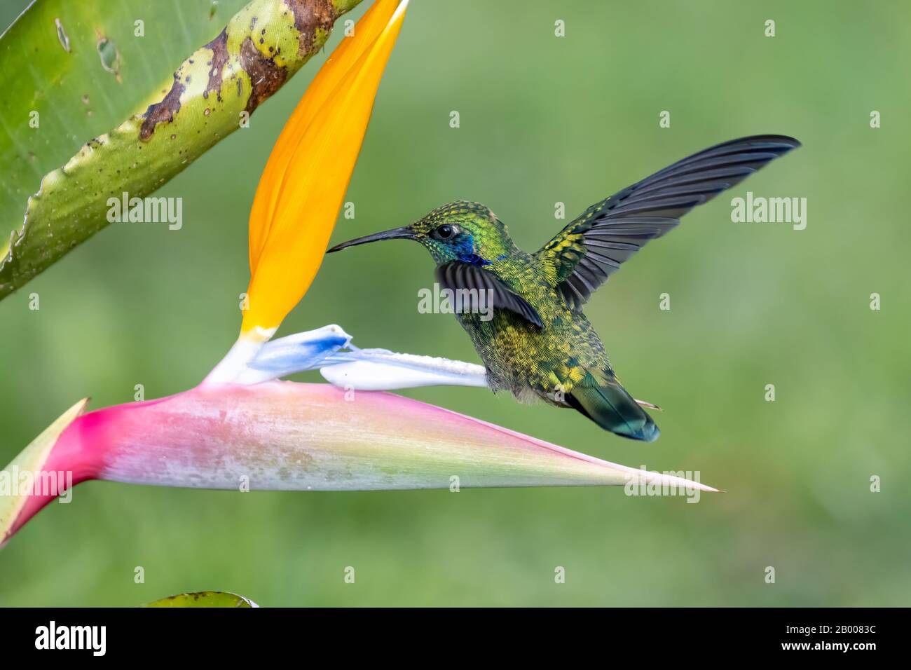 A Green Violetear (Colibri cyanotus) forages for nectar in the cloud ...