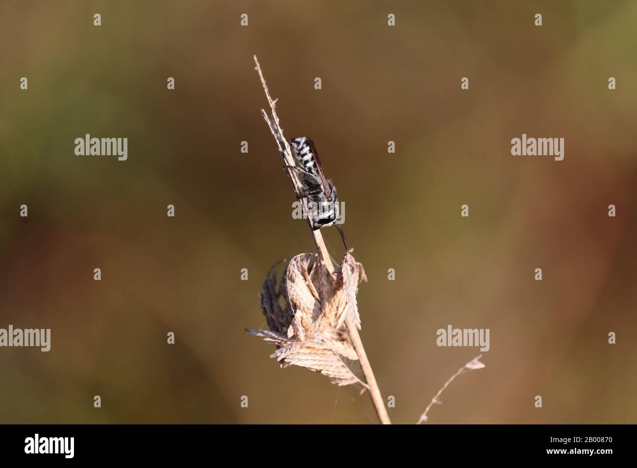 Death of plant hi-res stock photography and images - Alamy