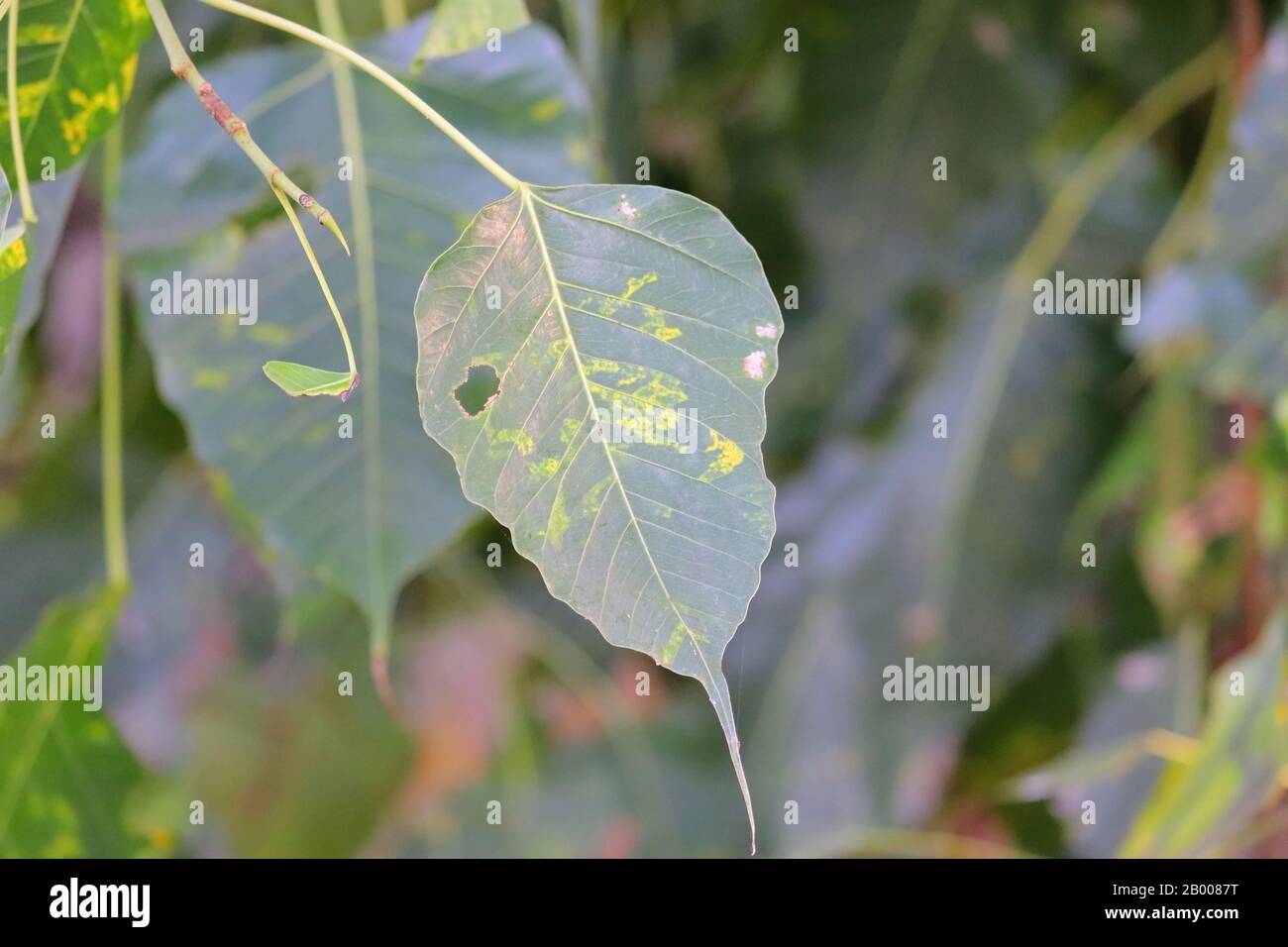 Pipal leaf hi-res stock photography and images - Alamy