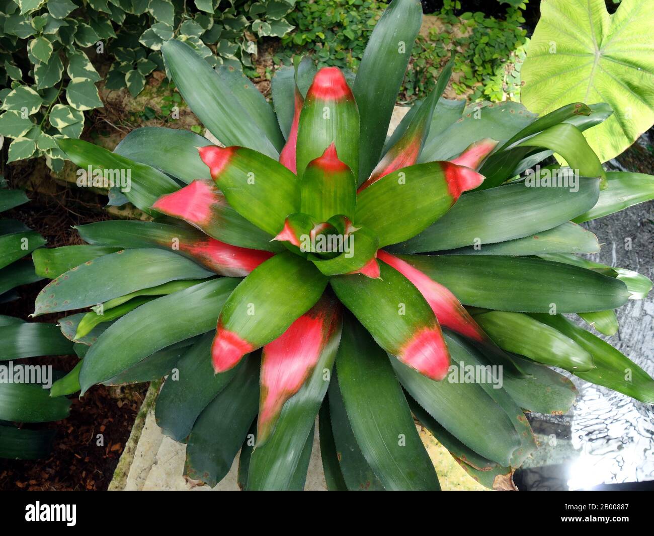 A close up of a colorful bromeliad in garden setting Stock Photo - Alamy