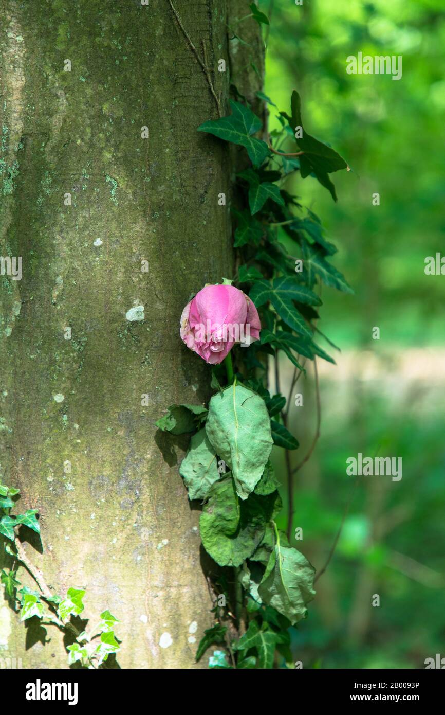 Rose on tree hi-res stock photography and images - Alamy
