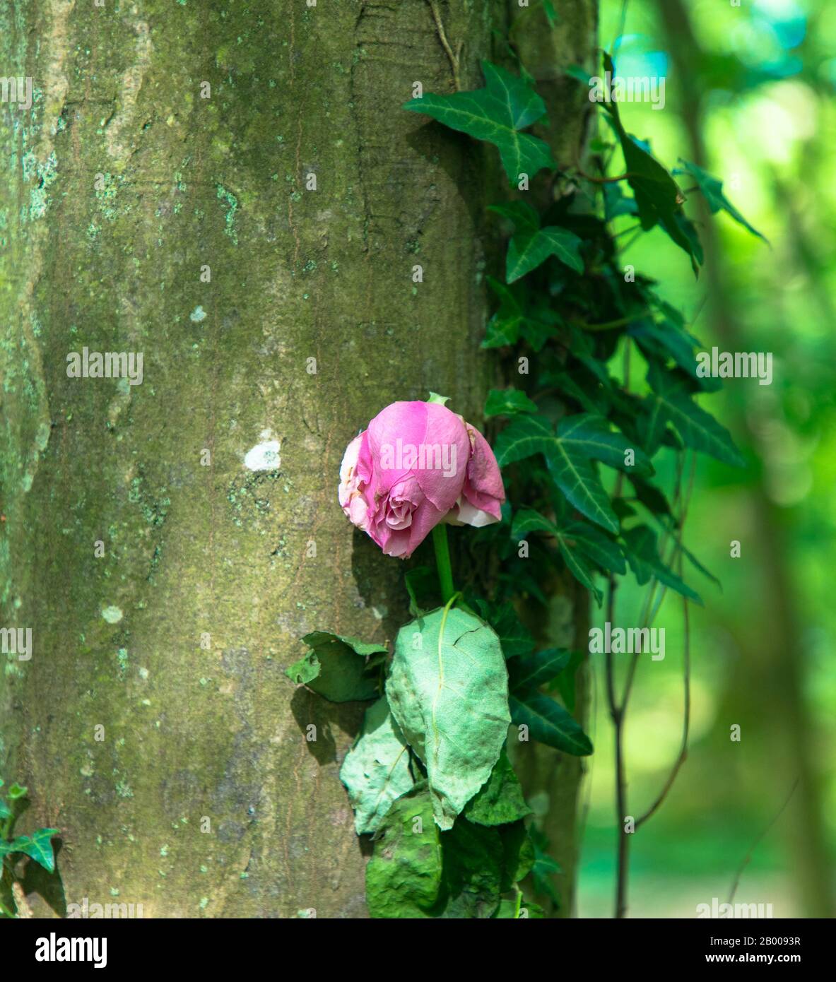 Tree of rose hi-res stock photography and images - Alamy
