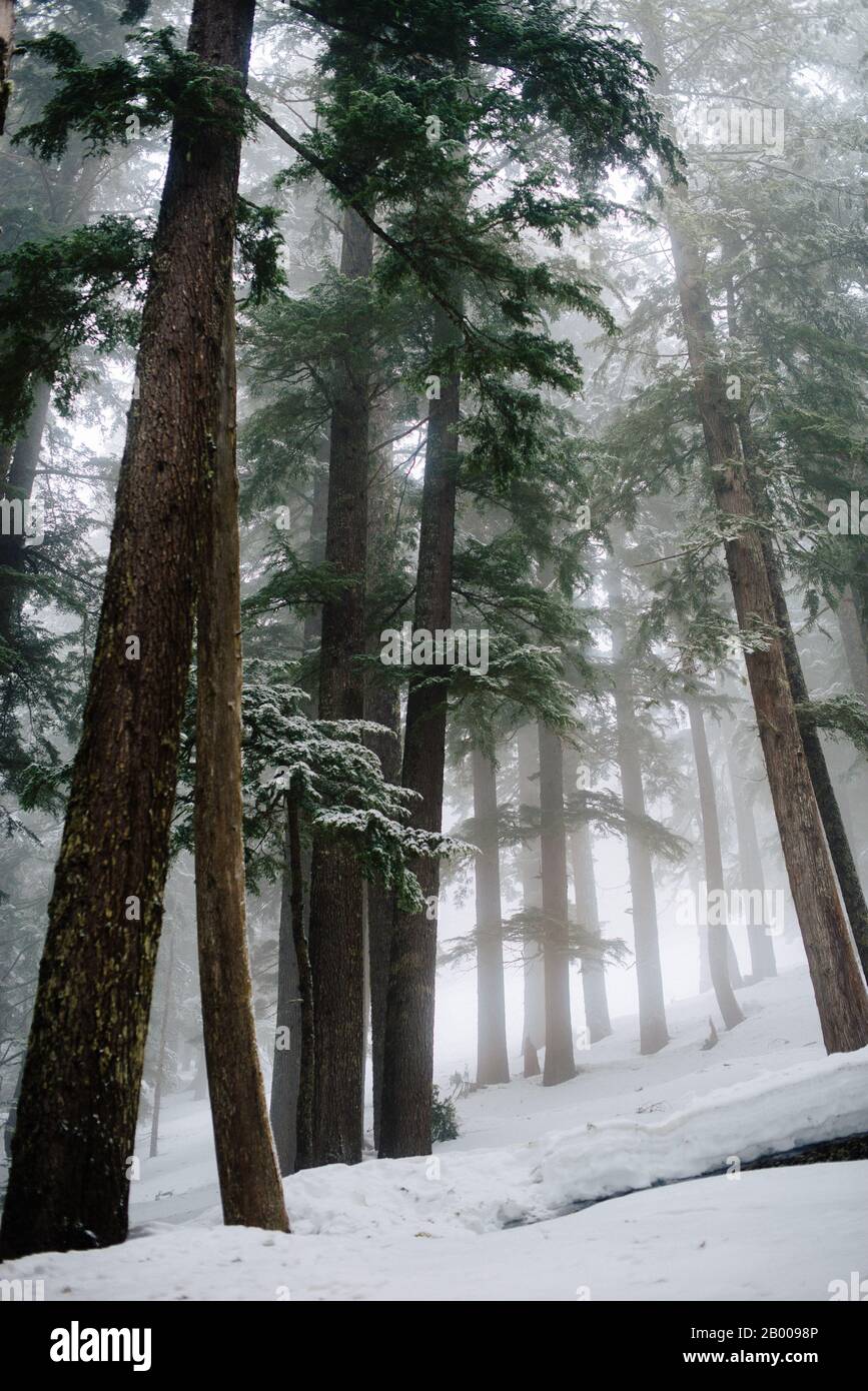 Sunlight in forrest hi-res stock photography and images - Alamy