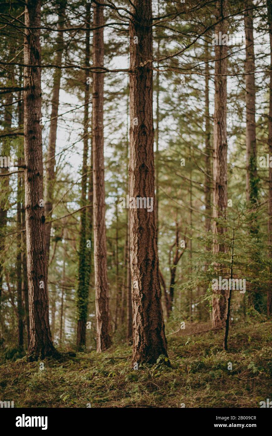 Spring time woods hi-res stock photography and images - Alamy