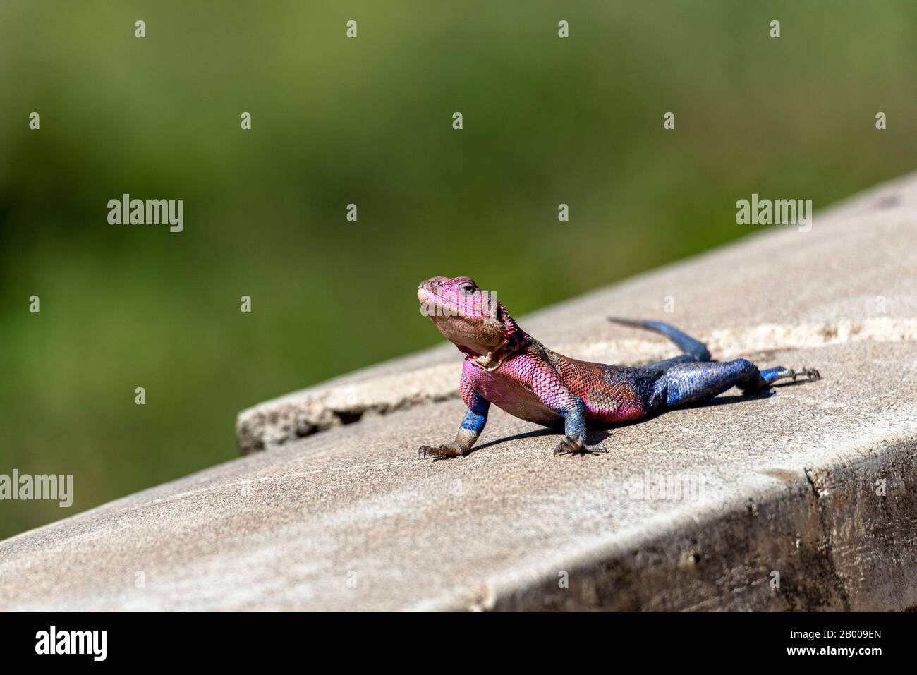 Male Mwanza flat-headed rock agama lizard, soaking up the sun Stock ...