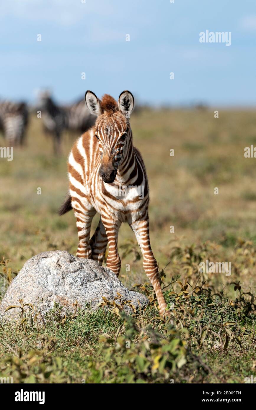 Baby zebra in herd hi-res stock photography and images - Alamy