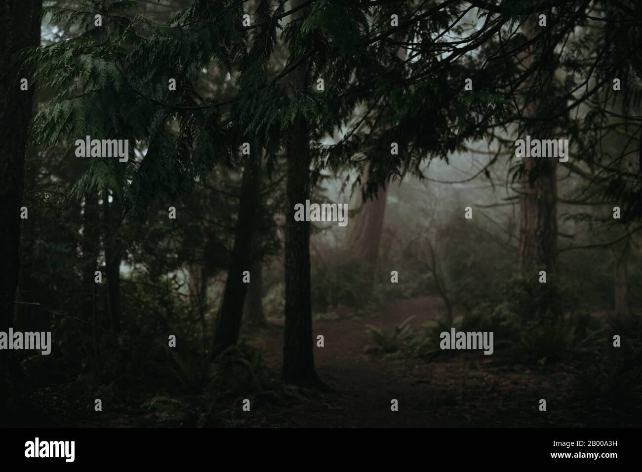 Moody Forest Scene Stock Photo - Alamy