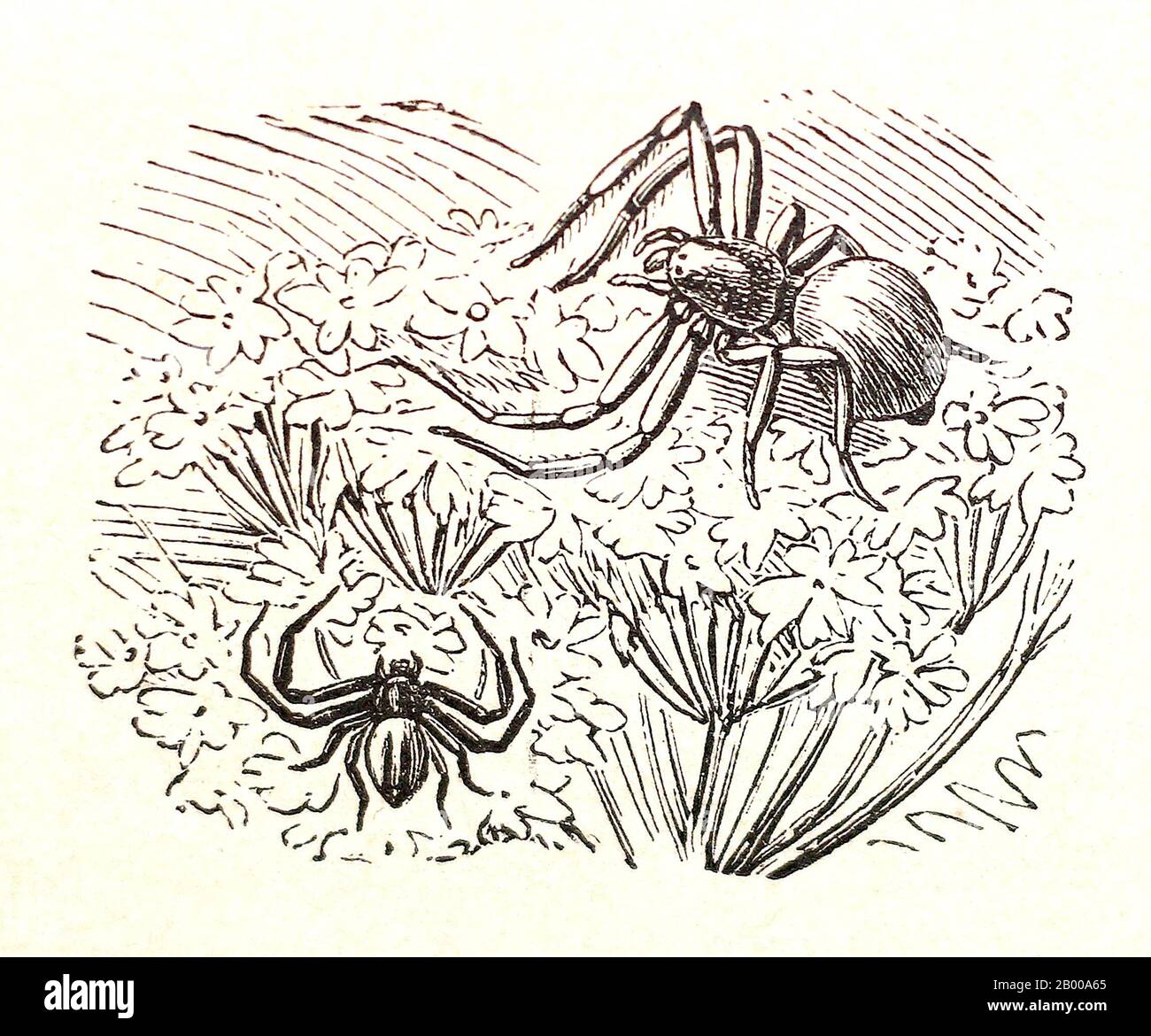 Lycosa hi-res stock photography and images - Alamy