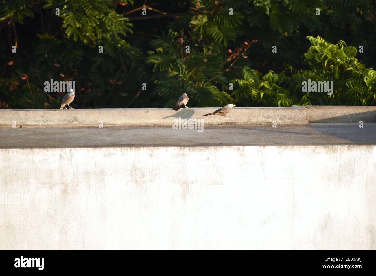 Birds flying from trees hi-res stock photography and images - Alamy