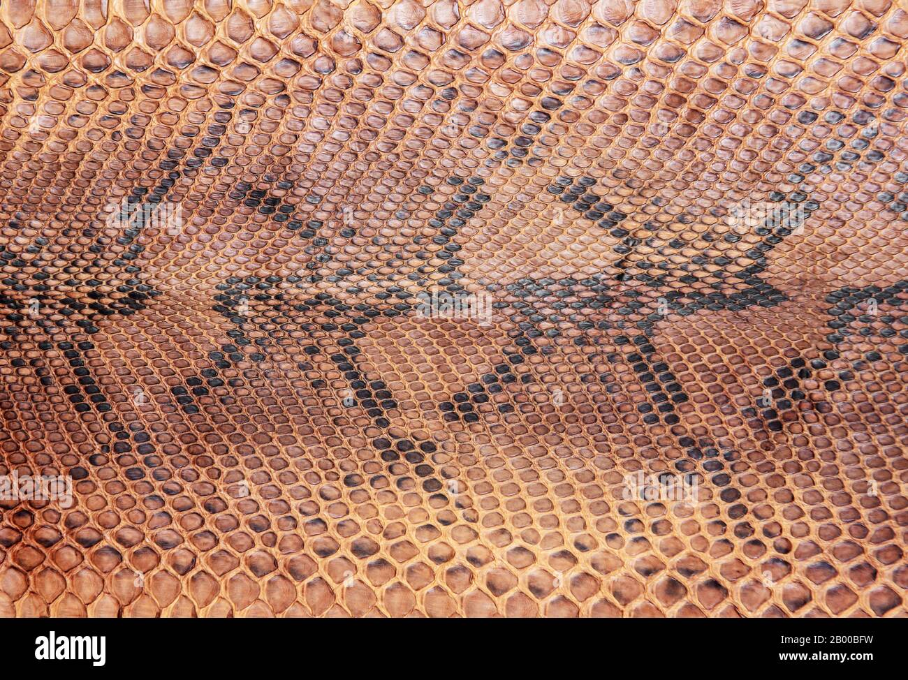 Snake skin pattern hi-res stock photography and images - Alamy