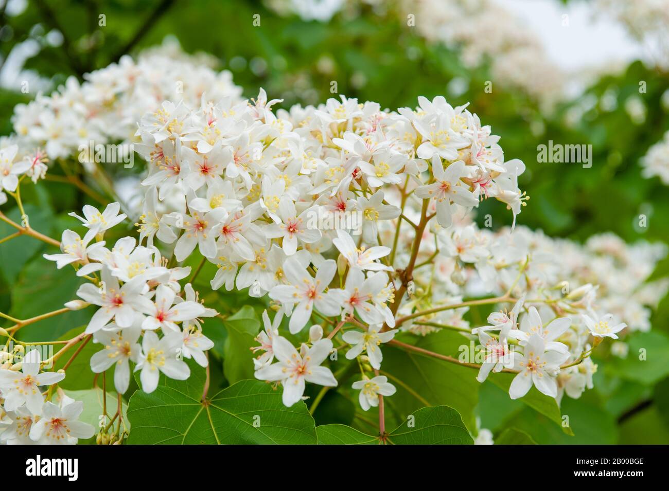 Tung flower hi-res stock photography and images - Alamy