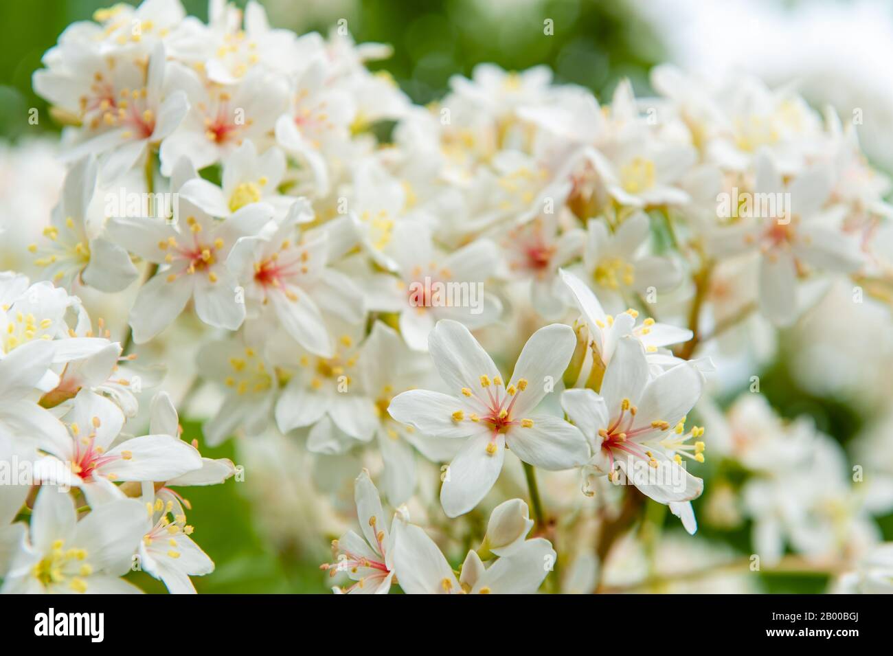 Beautiful white tung flower blooms in spring Stock Photo - Alamy