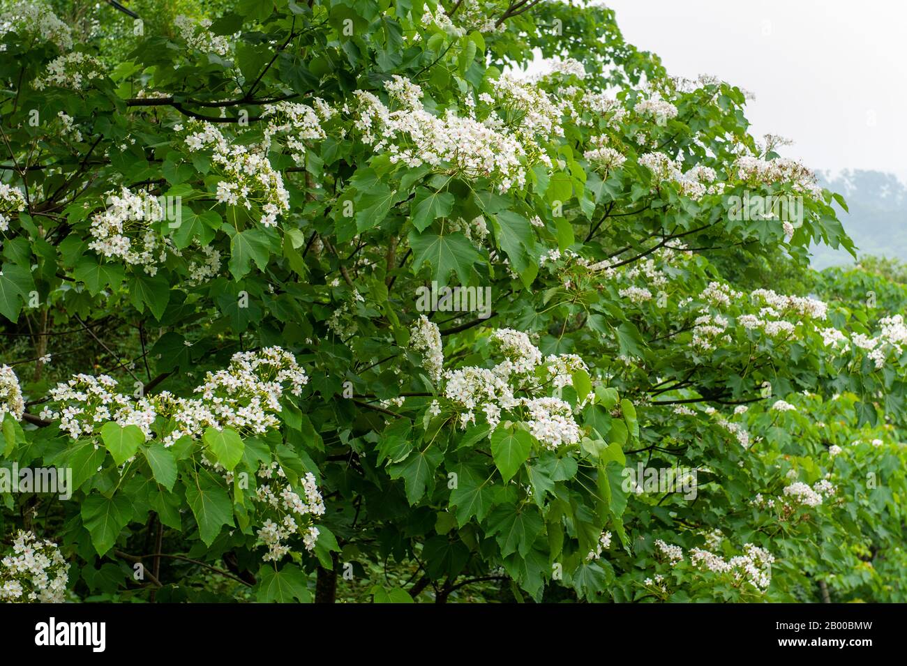 Tung flower hi-res stock photography and images - Alamy