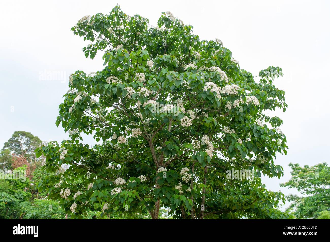 Tung flower hi-res stock photography and images - Alamy
