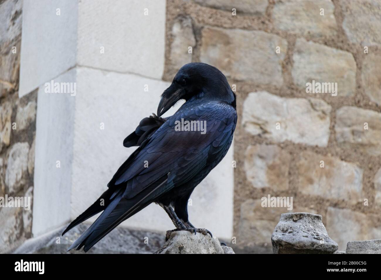 Black Crow Raven at the tower of london, London, England, UK Stock ...